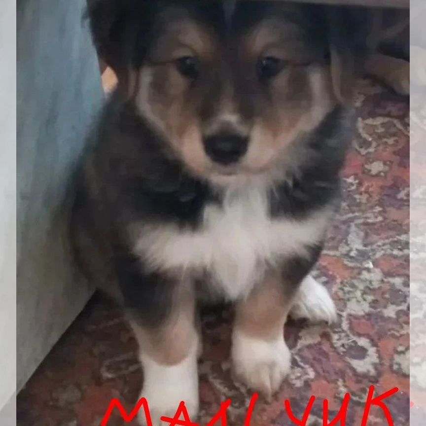 Щенок в добрые руки