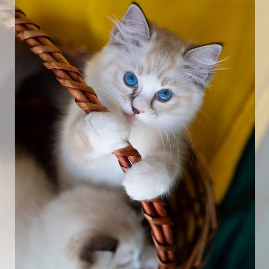 Котята Рэгдолл
