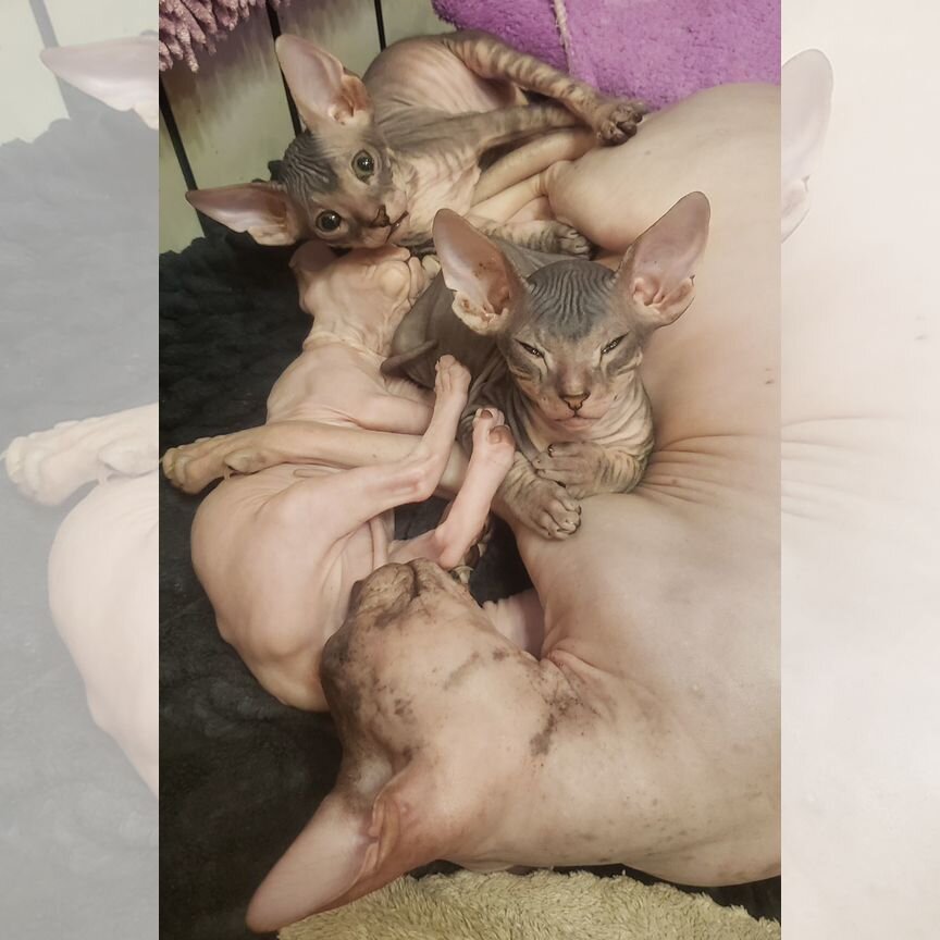 Канадский сфинкс котёнок