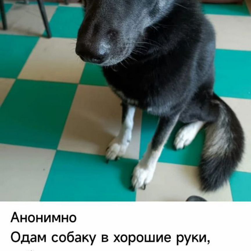 Одам бесплатно собаку в хорошие руки кабель