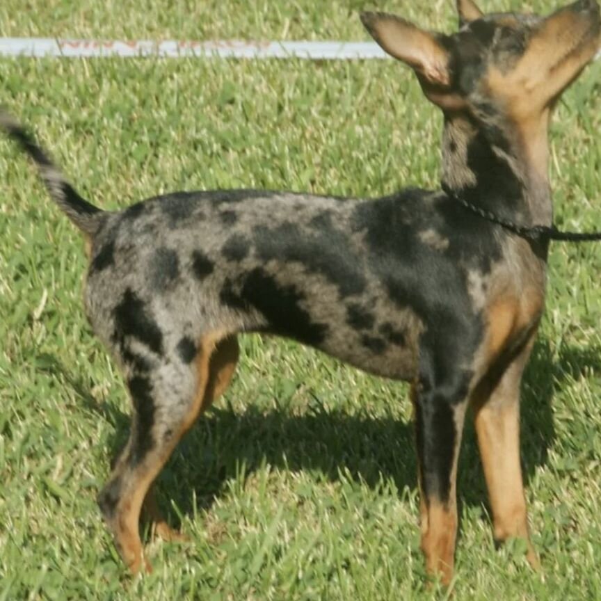 Пражский крысарик, взрослая собака