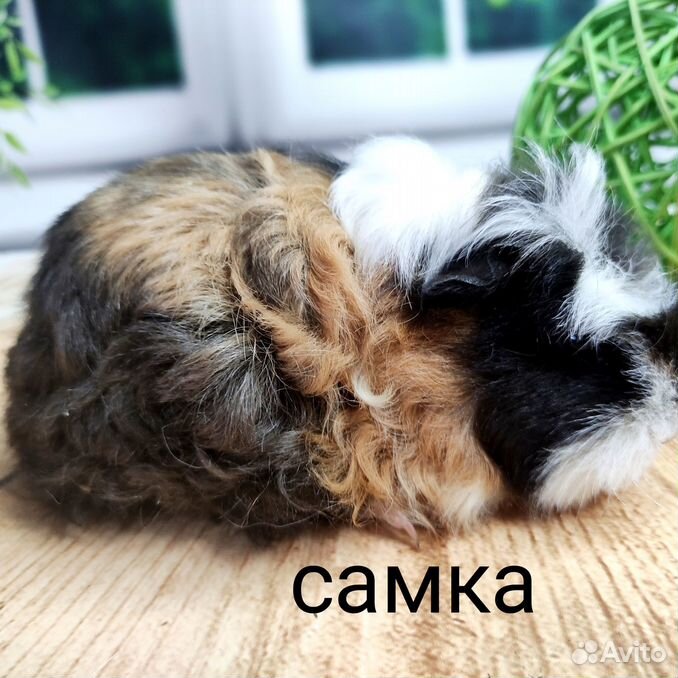 Морские свинки самки и самец Мерино
