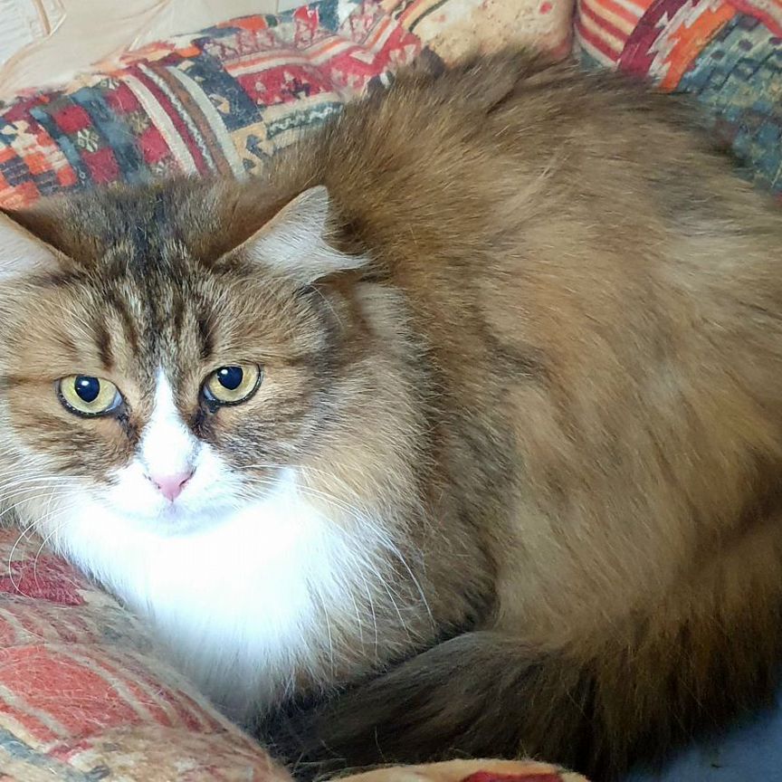 Кошка ищет хозяина