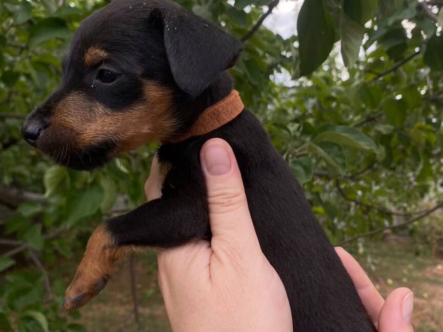 Щенки ягдтерьера