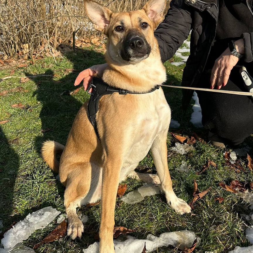 Собачка в добрые руки