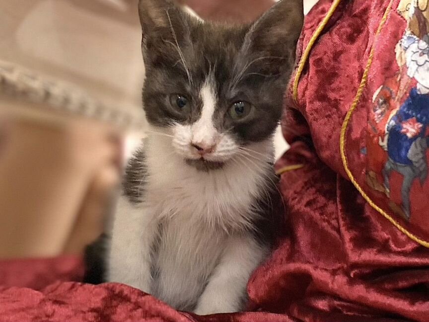 Котенок в добрые руки