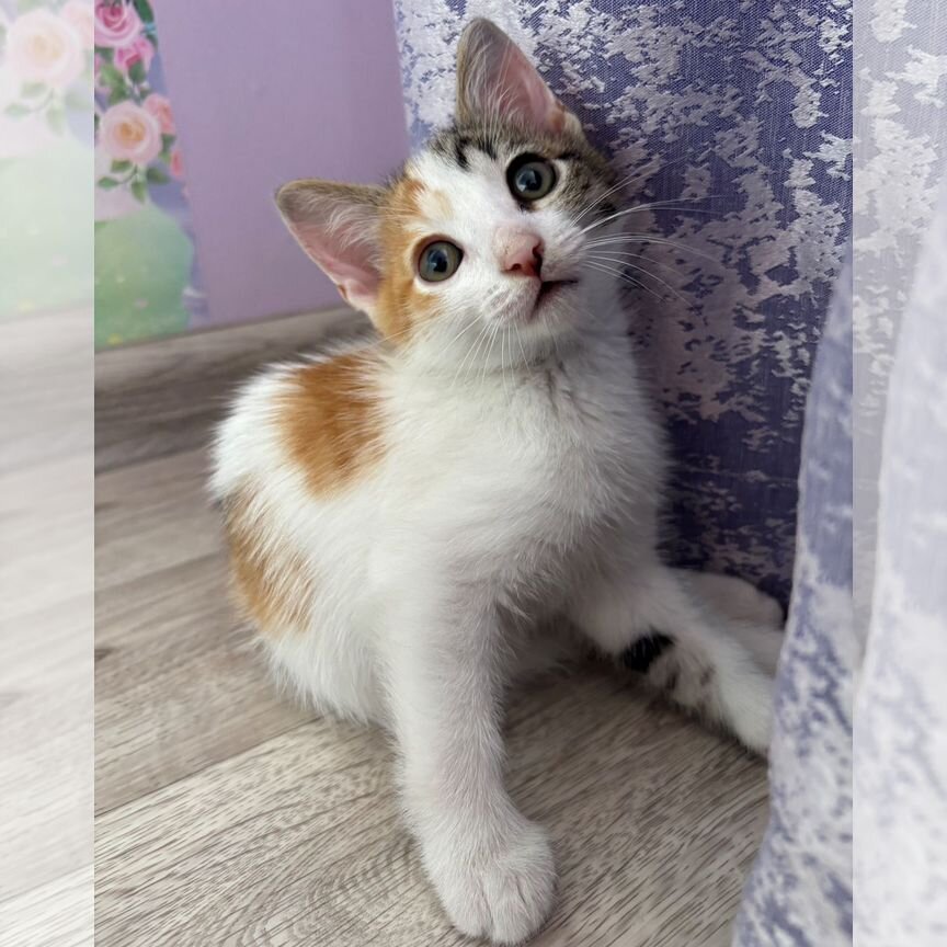 Котёнок в добрые руки