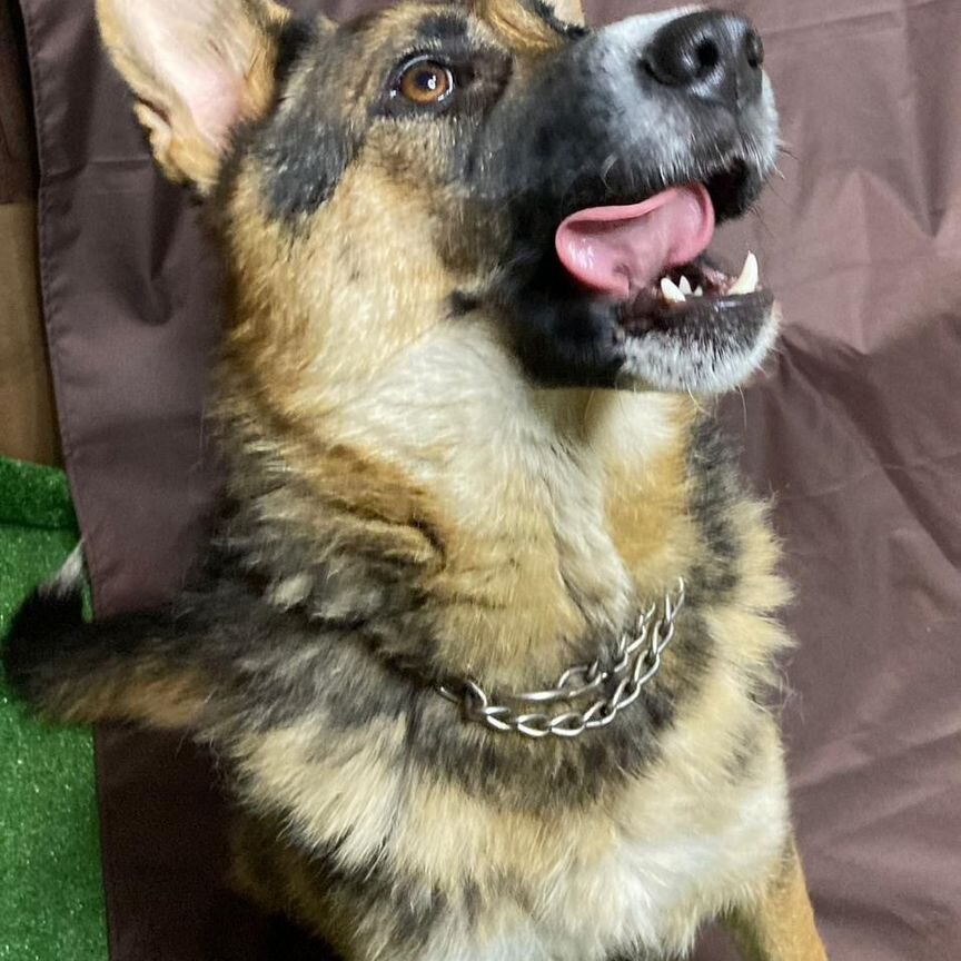 Немецкая овчарка