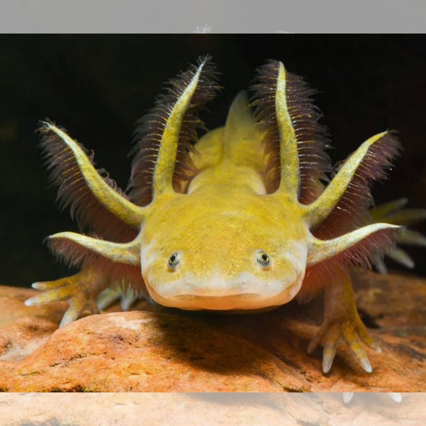 Аксолотль желтый (Золотой)