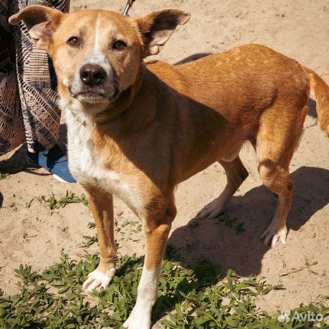 Метис стафа в добрые руки