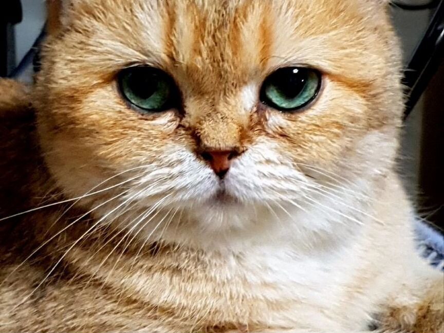 Вязка британская золотая шиншилла