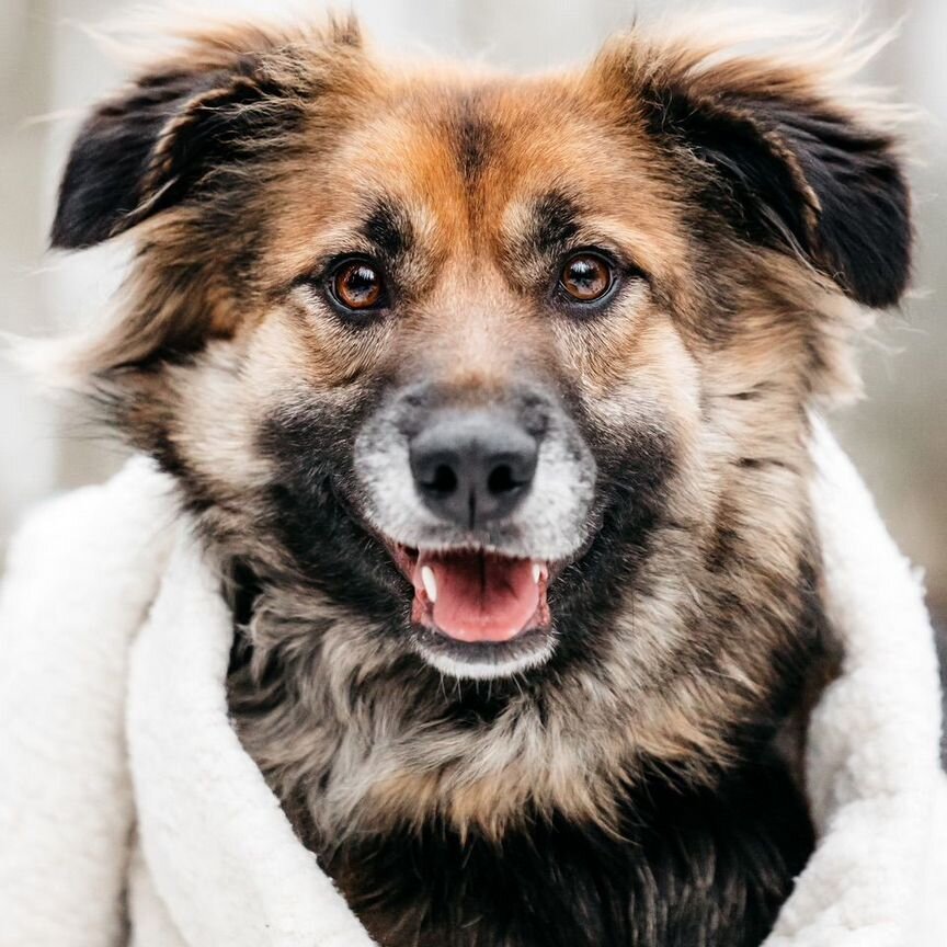 Собака в добрые руки