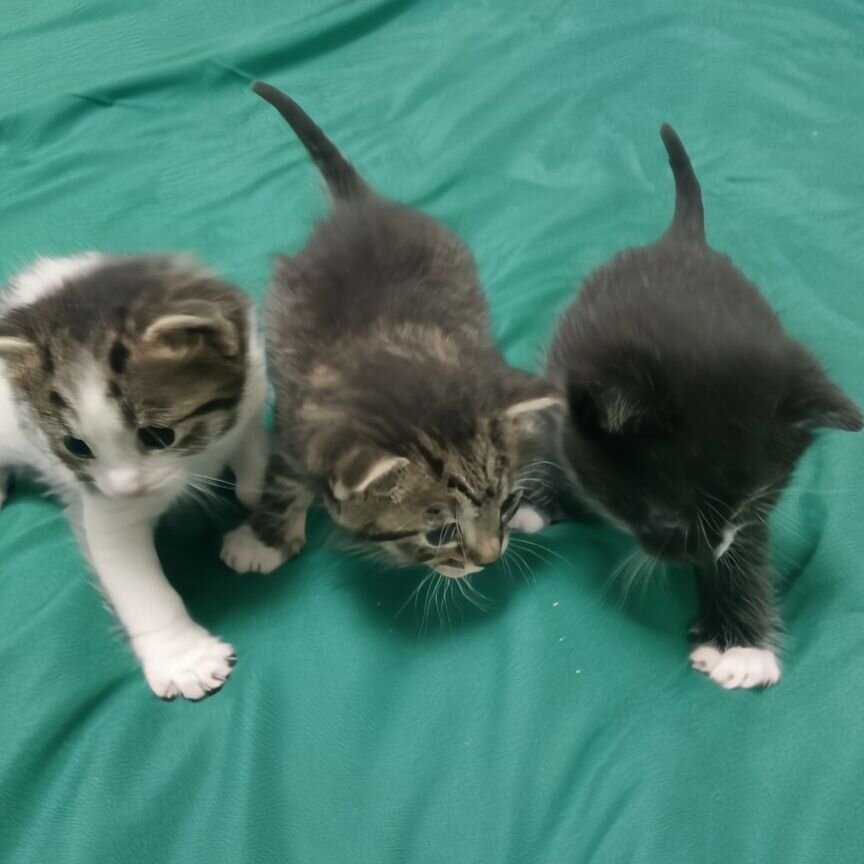 Котёнок в добрые руки