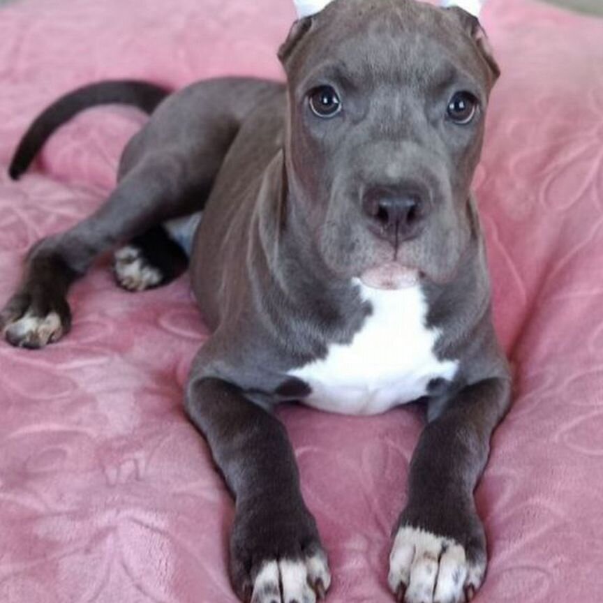 Американский стаффордширский терьер, щенок