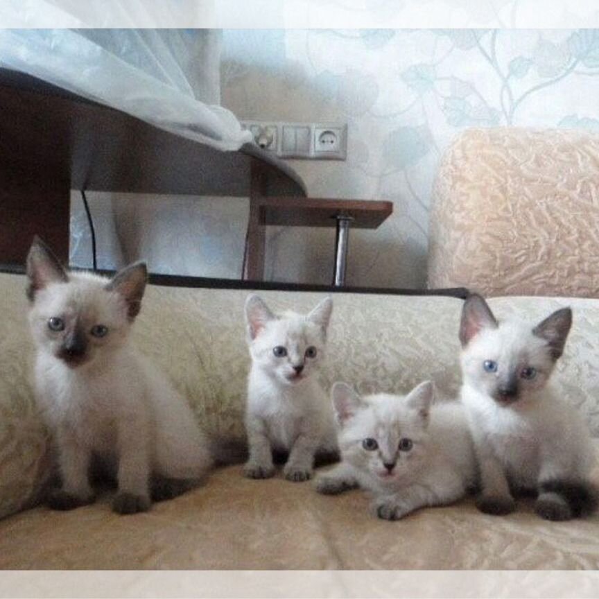 Тайский котёнок