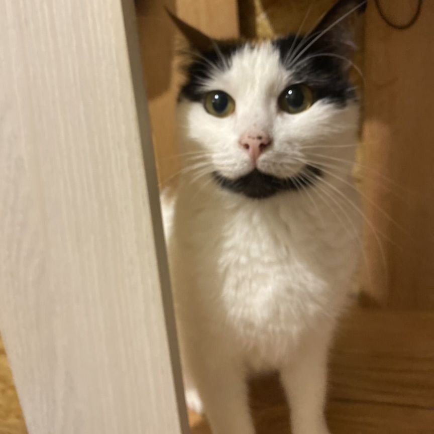 Кошечка Сима