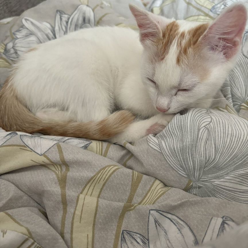 Котенок