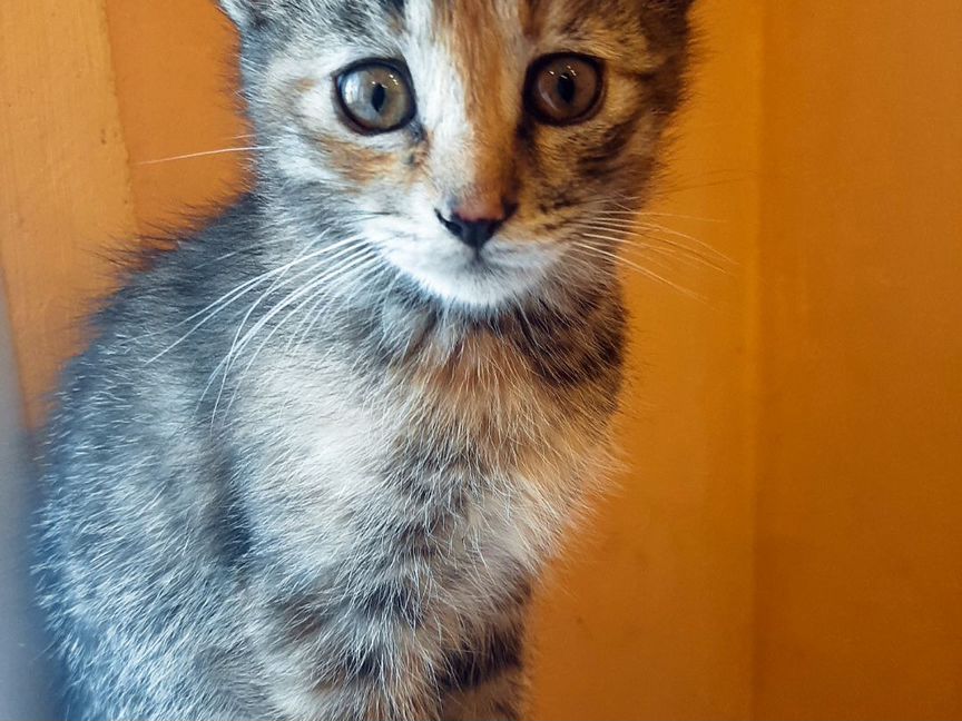 Котята отдам бесплатно