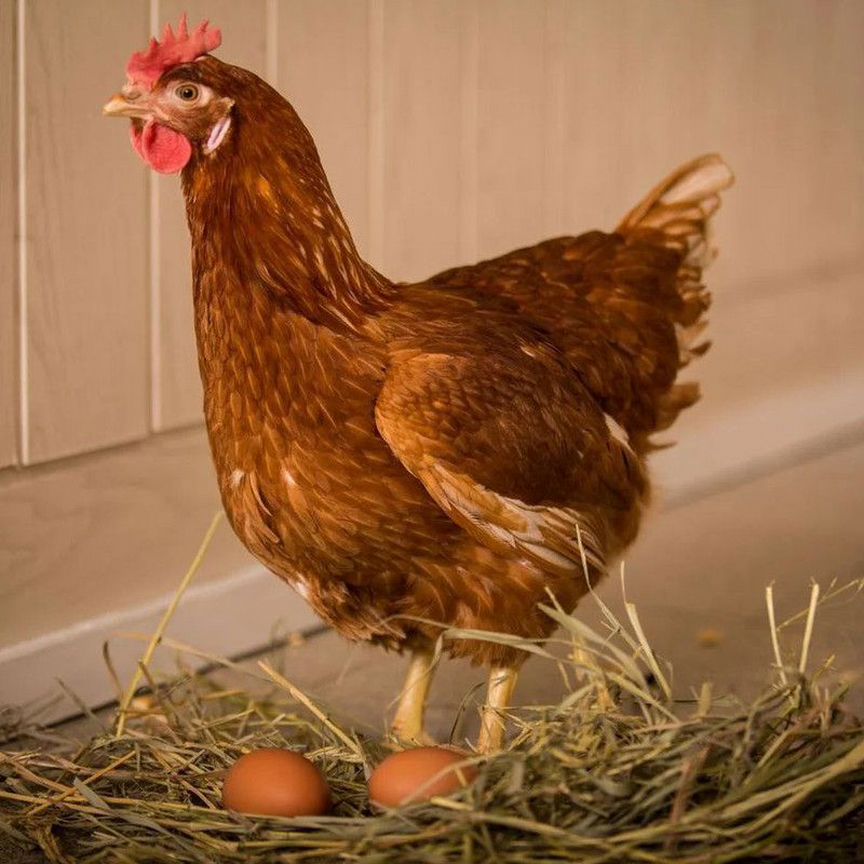 Несушки на дом