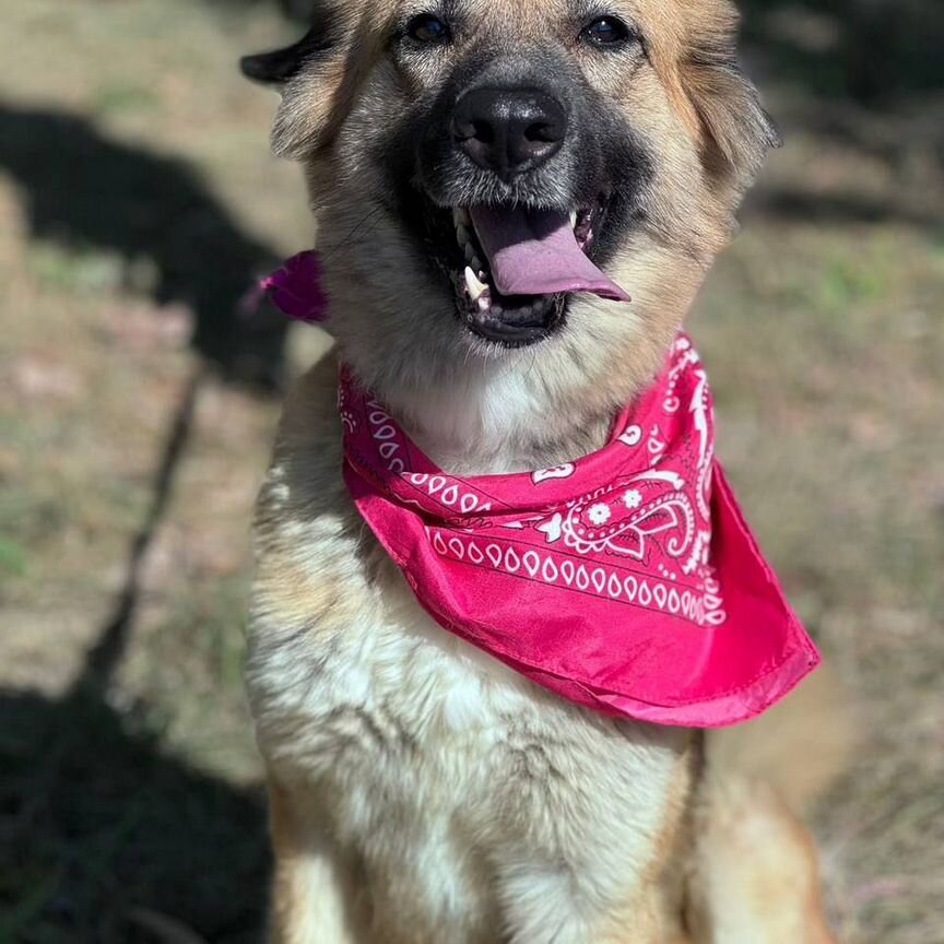 Пшенка, собака из приюта в поисках дома