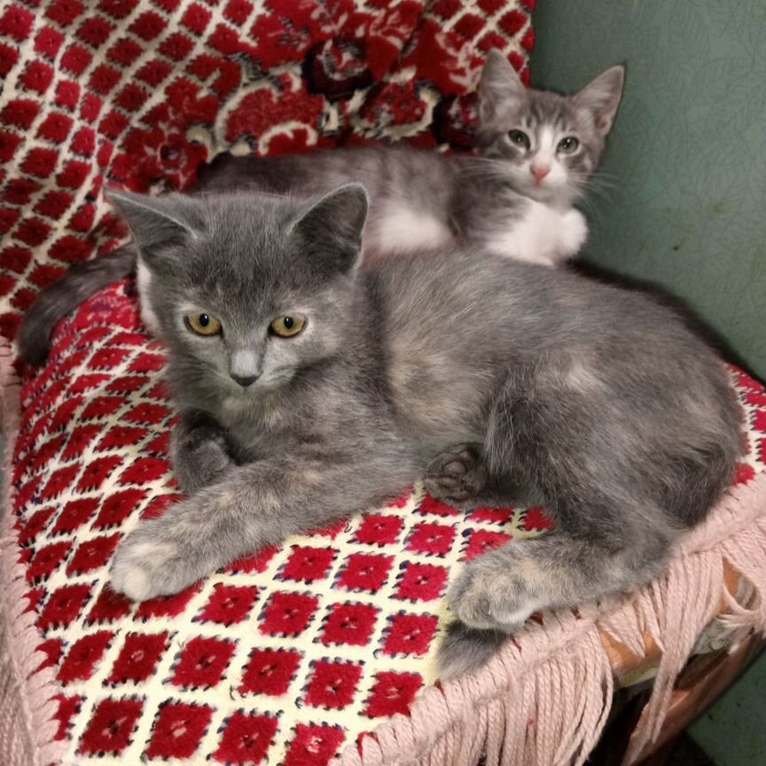 Шотландская