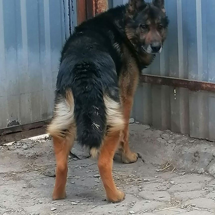 Немецкая овчарка, взрослый пёс