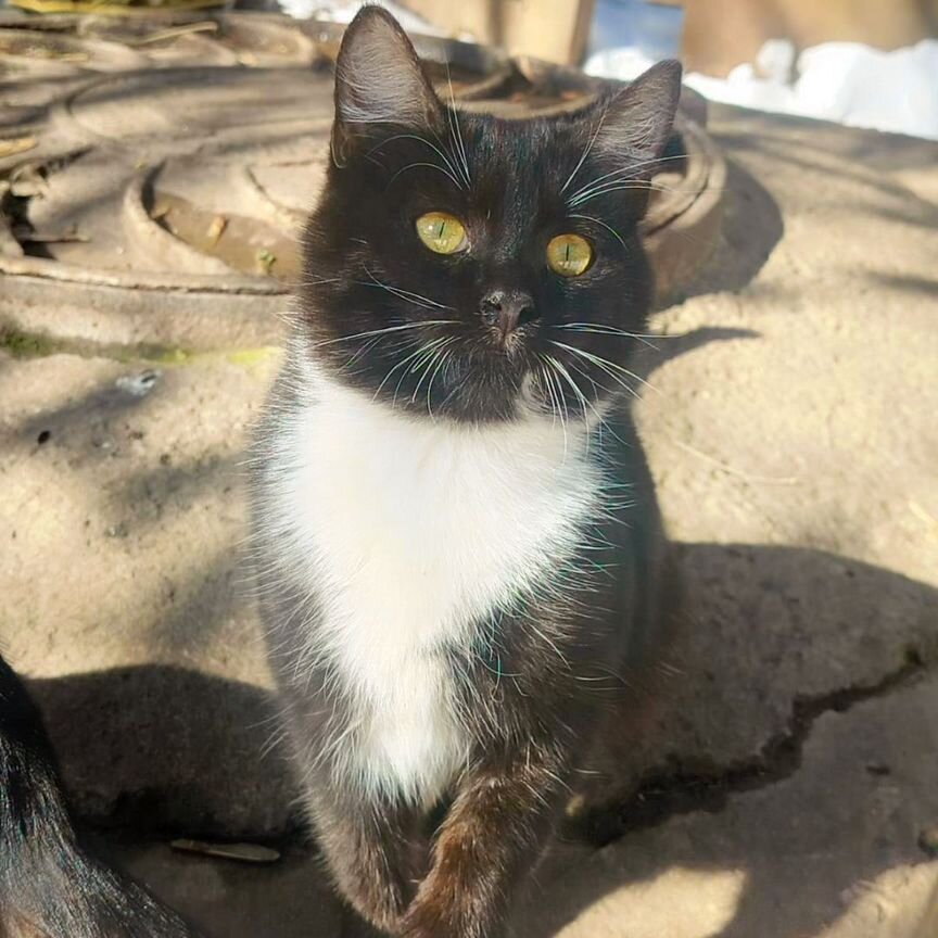 Котенок в добрые руки