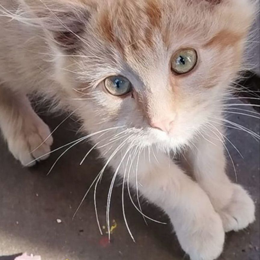 Рыжий котенок в добрые руки