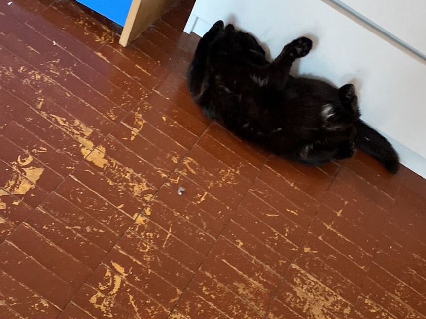 Вислоухий кот черный