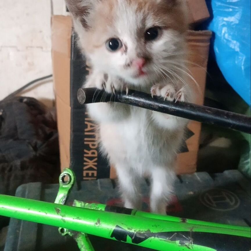 Котёнок в добрые руки