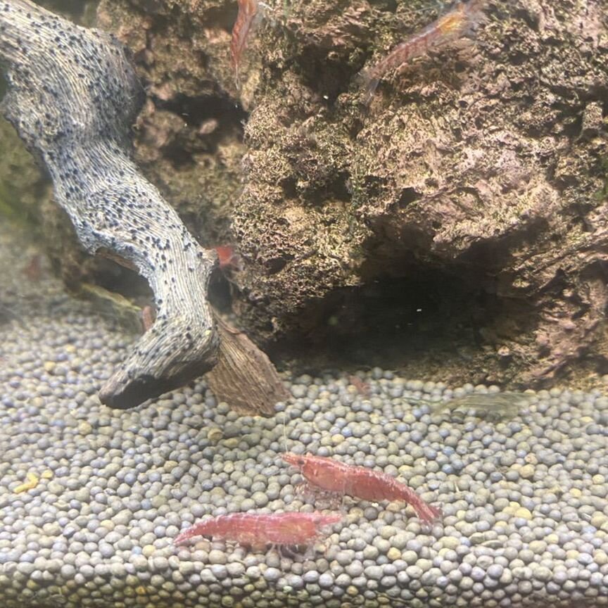 Аквариумные креветки