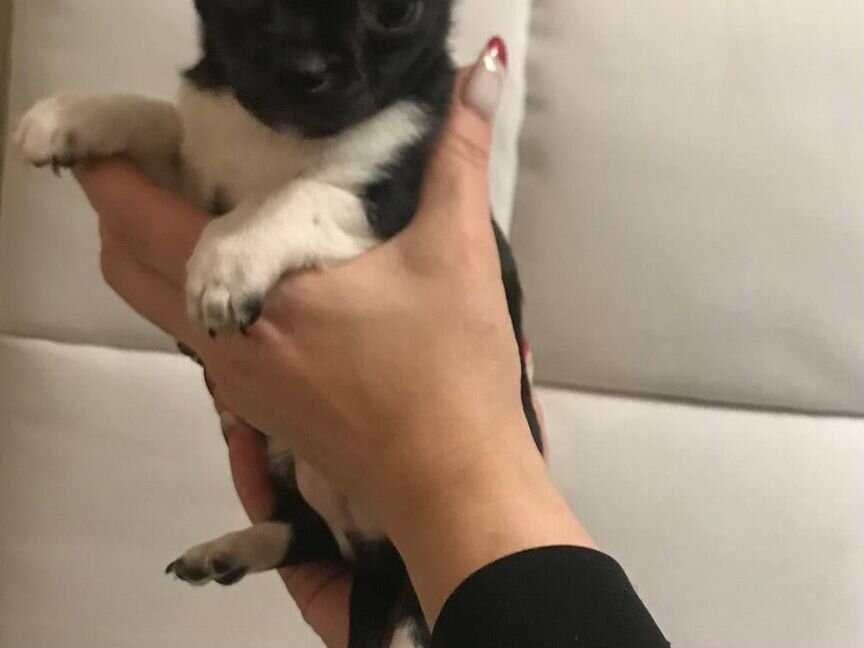 Чихуахуа мини мальчик