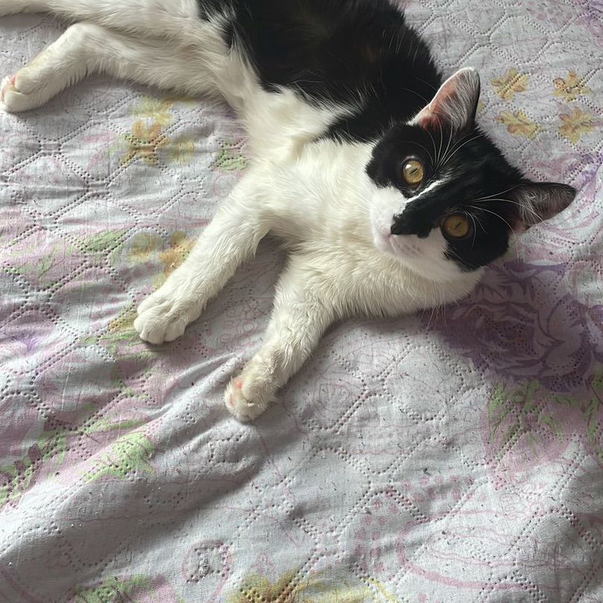 Отдам в добрые руки котика уже кастрированый )