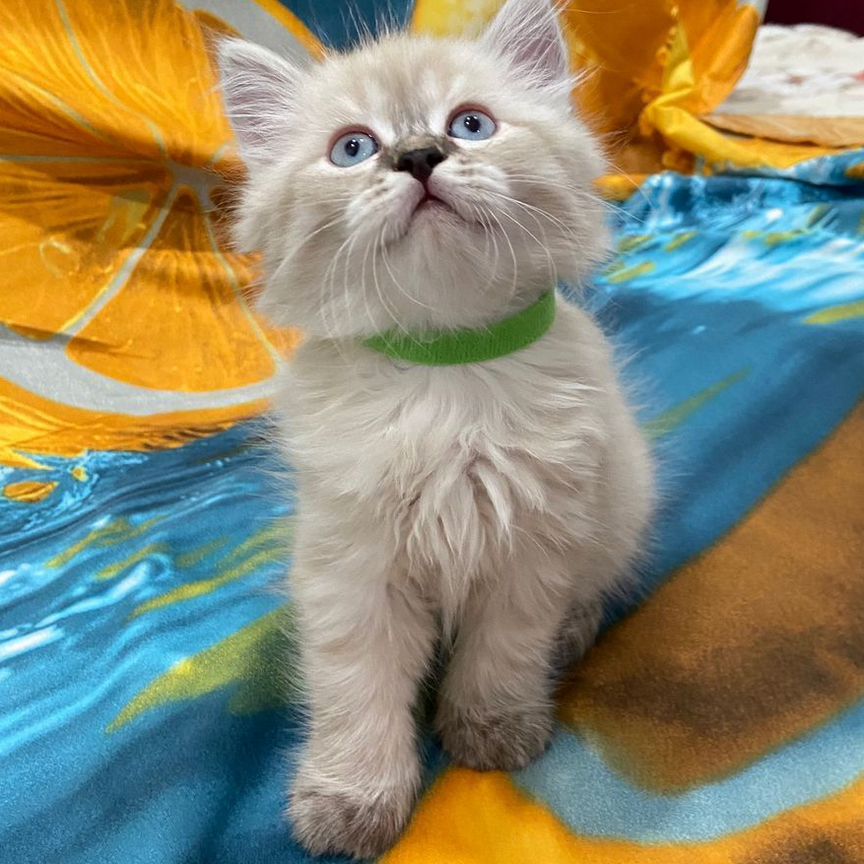 Невский маскарадный котёнок