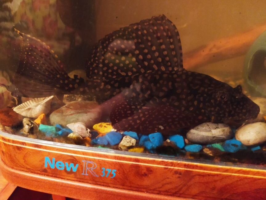 Аквариум Jebo (143л) с тумбой+грунт+аксессуары