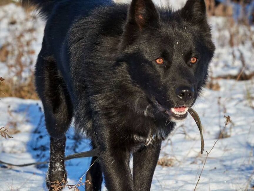 Макс ищет