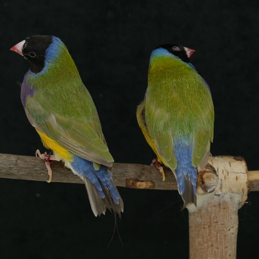 Амадины Гульда