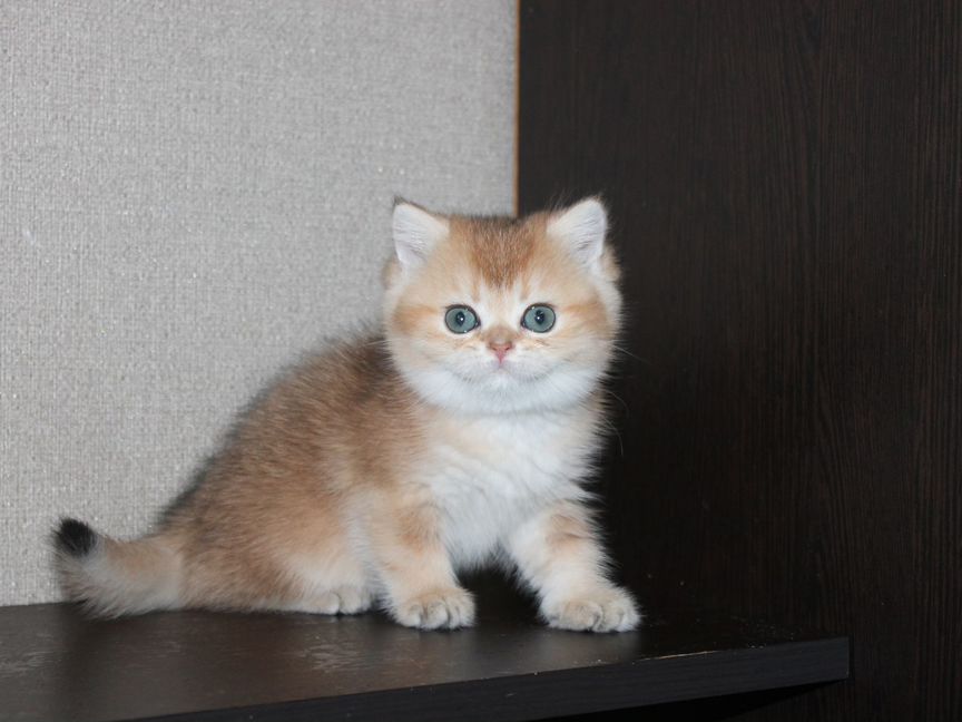 Шотландская прямоухая кошечка и котик