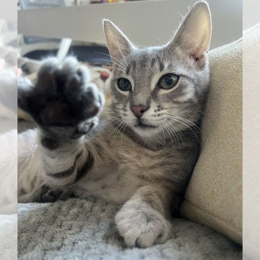Котёнок в добрые руки