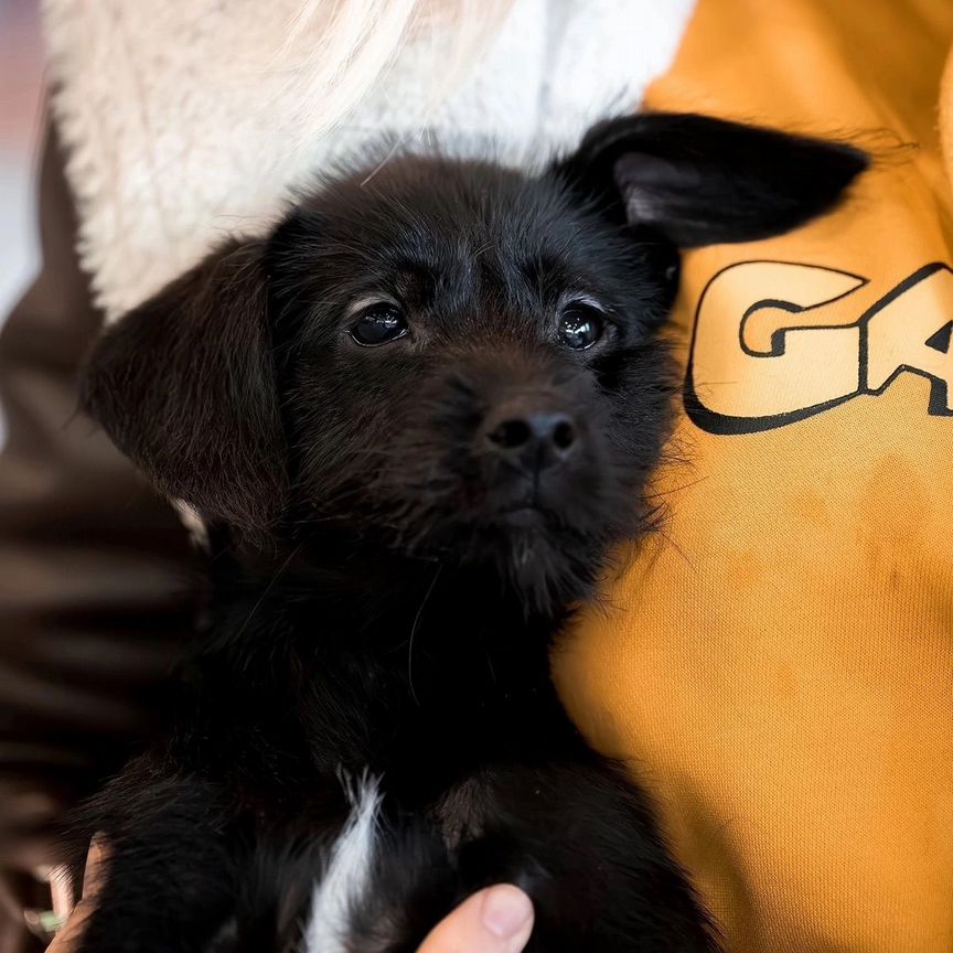 Щенок в добрые руки бесплатно