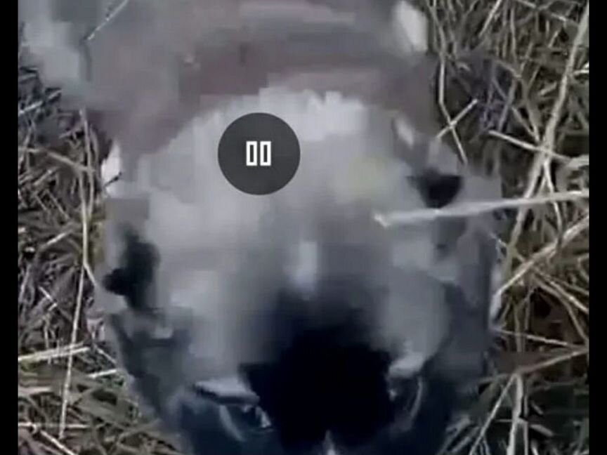 Собака мальчик один в поле