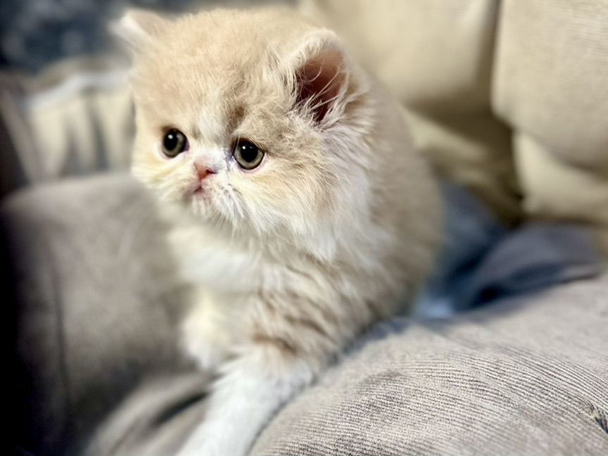 Персидские котята