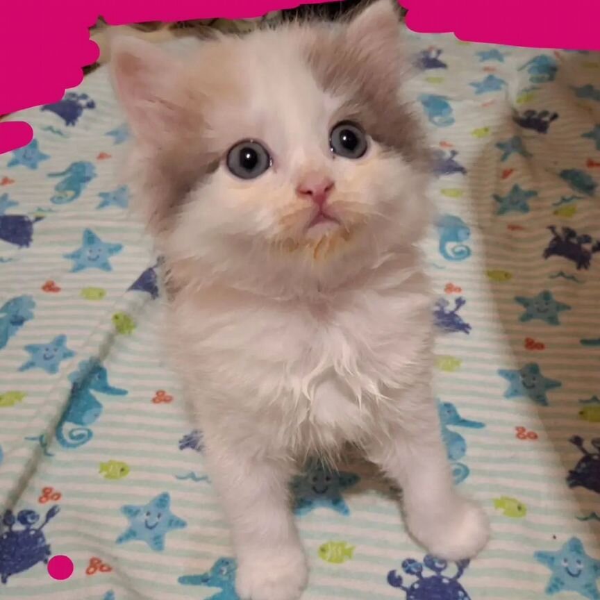Котёнок в добрые руки