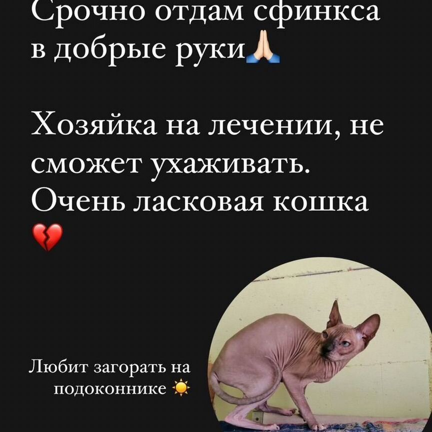 Отдам в добрые руки кошку породы Сфинкс
