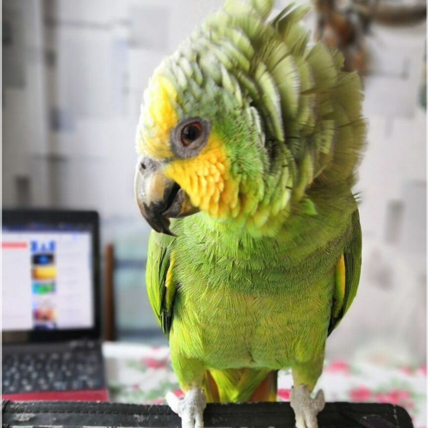 Попугай Венесуэльский Амазон