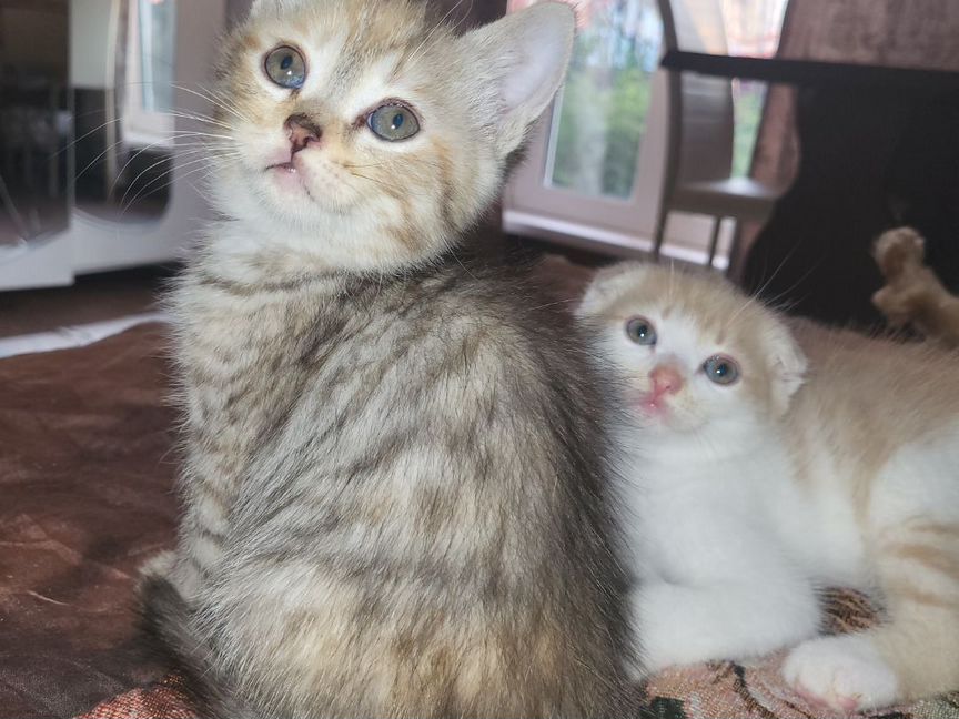 Шотландская вислоухая