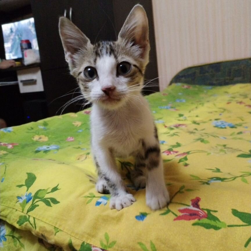 Очаровательный и умный котёнок ищет свой дом