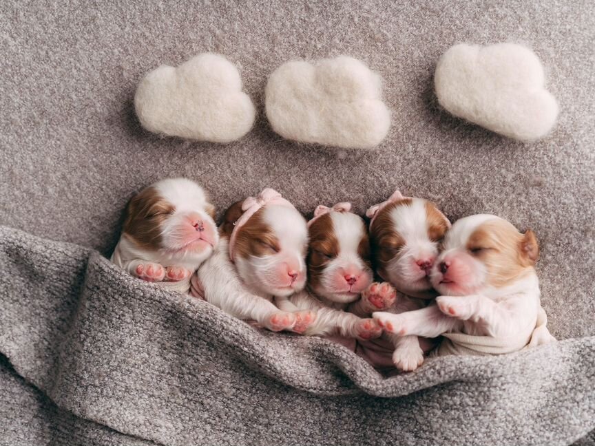 Кавалер кинг чарльз спаниель щенки