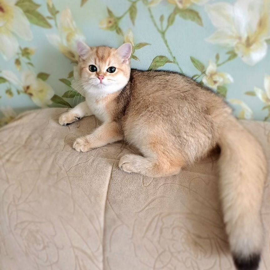 Британские котята золотая шиншилла