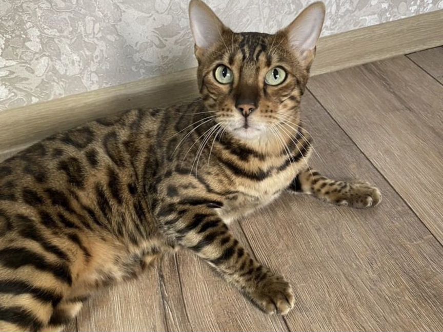 Бенгальская кошка